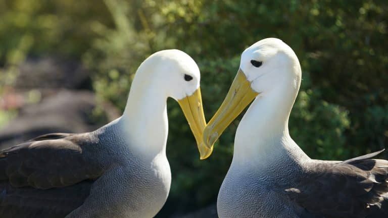 11 Most Bizarre Animal Mating Rituals In The Wild - iHeartDogs.com