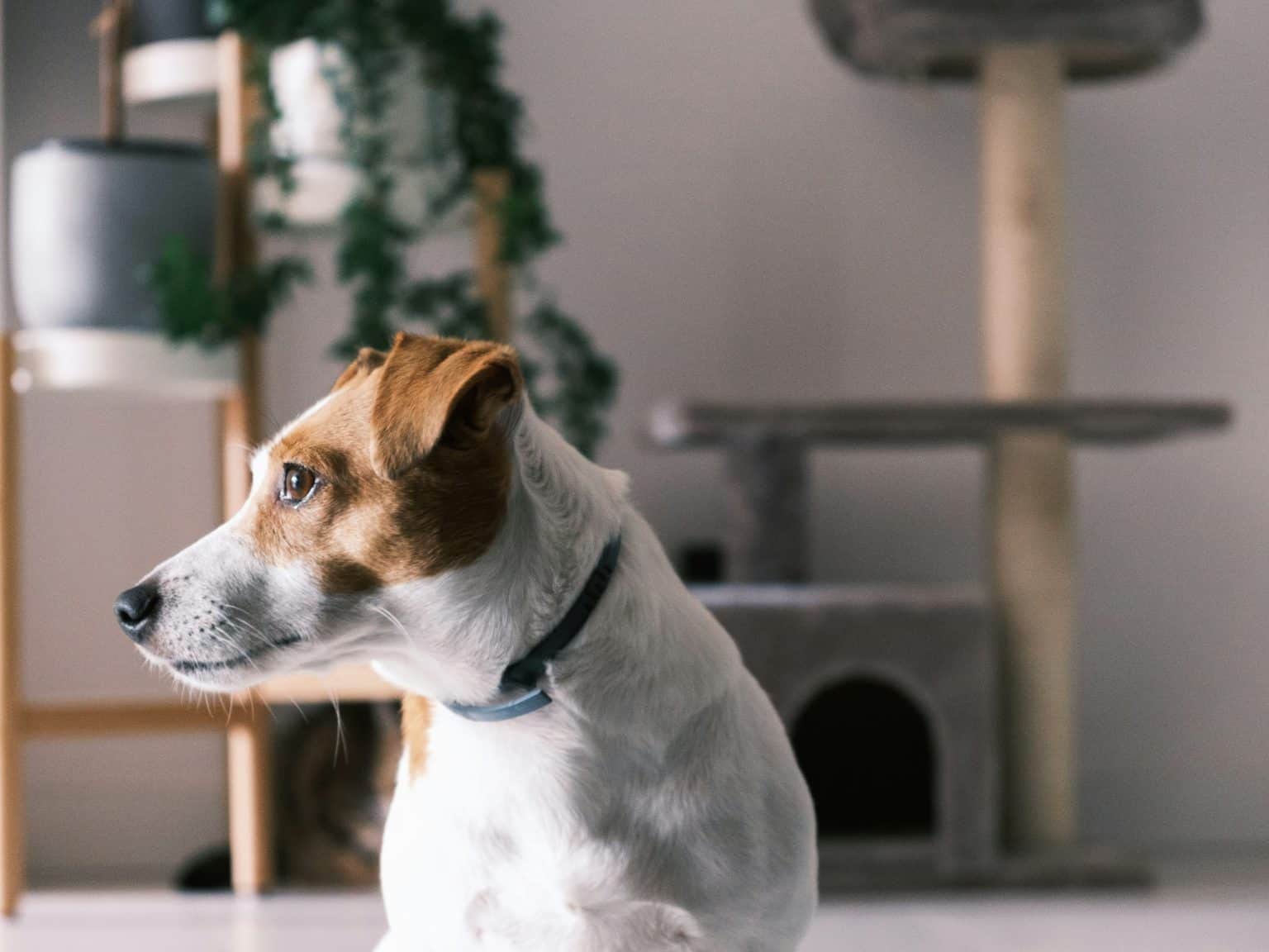 13 Signs Your Dog Actually Knows What You’re Saying - iHeartDogs.com
