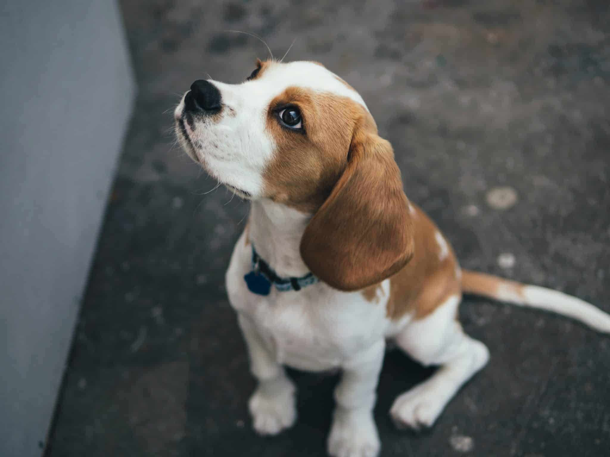 13 Reasons Your Dog Might Be Staring at the Wall (It’s Not Ghosts ...