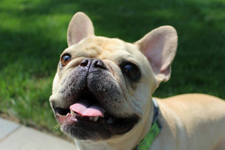 15 Signs Your Dog Is Smiling (Yes, They Really Can!) - iHeartDogs.com