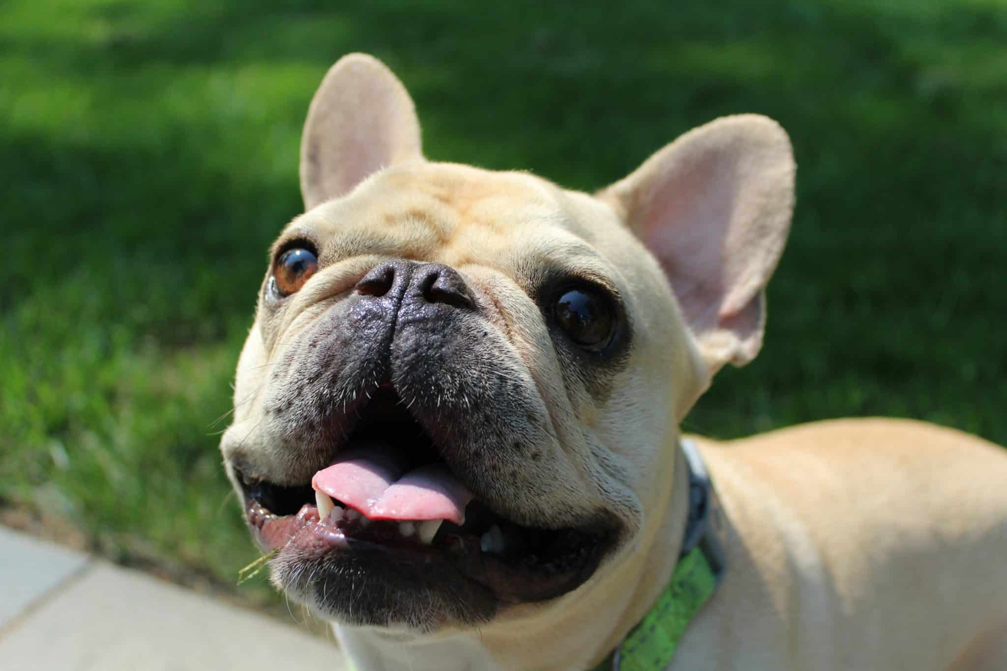 15 Signs Your Dog Is Smiling (Yes, They Really Can!) - iHeartDogs.com