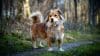 13 Ways Dogs Can Sense Danger Before Humans Can - iHeartDogs.com