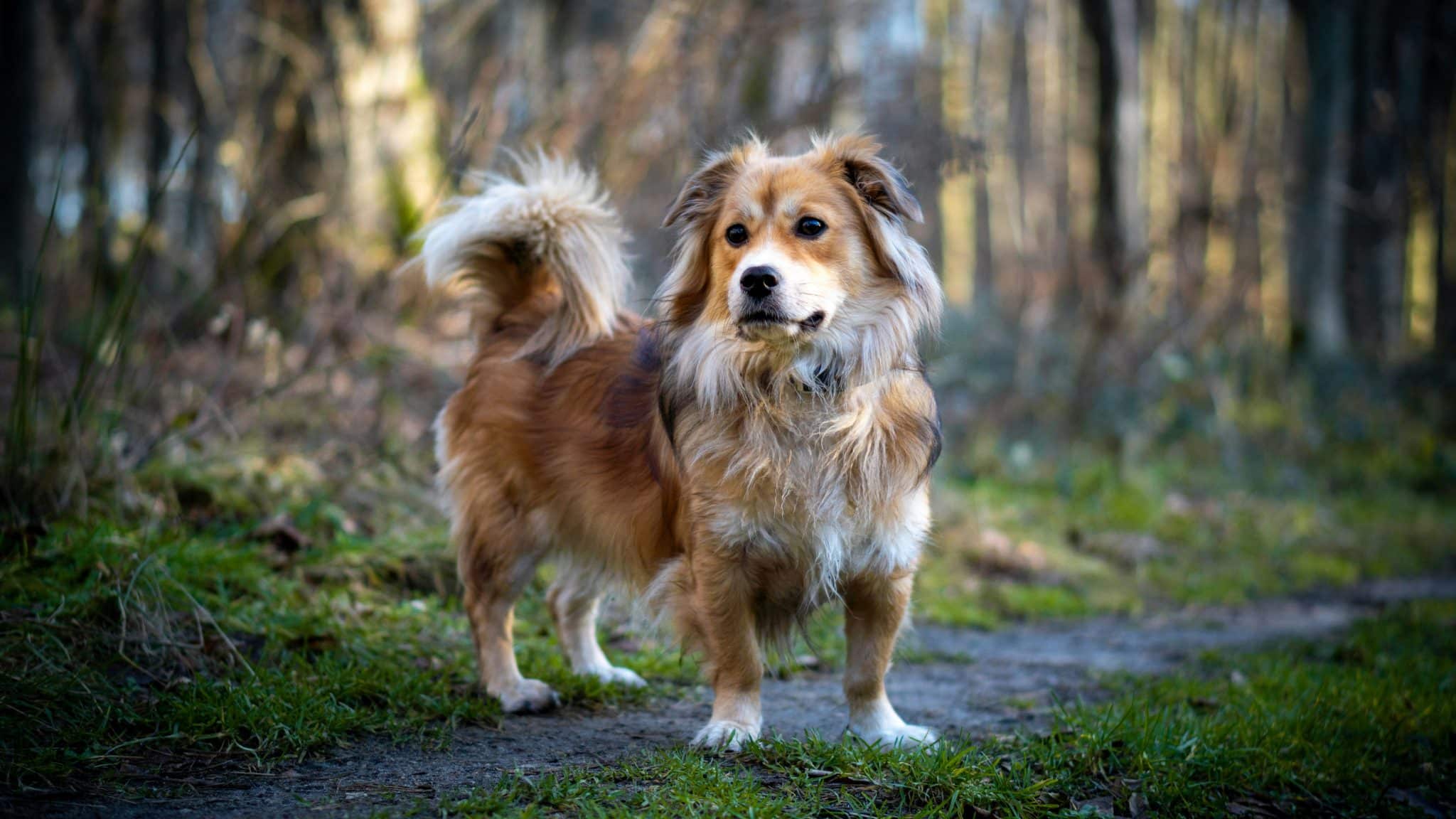13 Ways Dogs Can Sense Danger Before Humans Can - iHeartDogs.com
