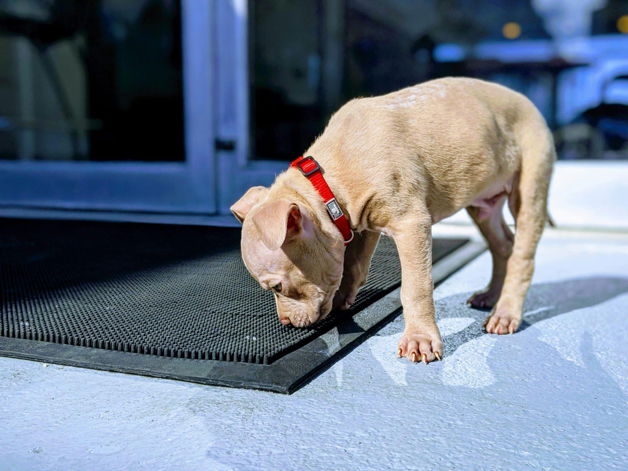 13 Ways Dogs Can Sense Danger Before Humans Can - iHeartDogs.com