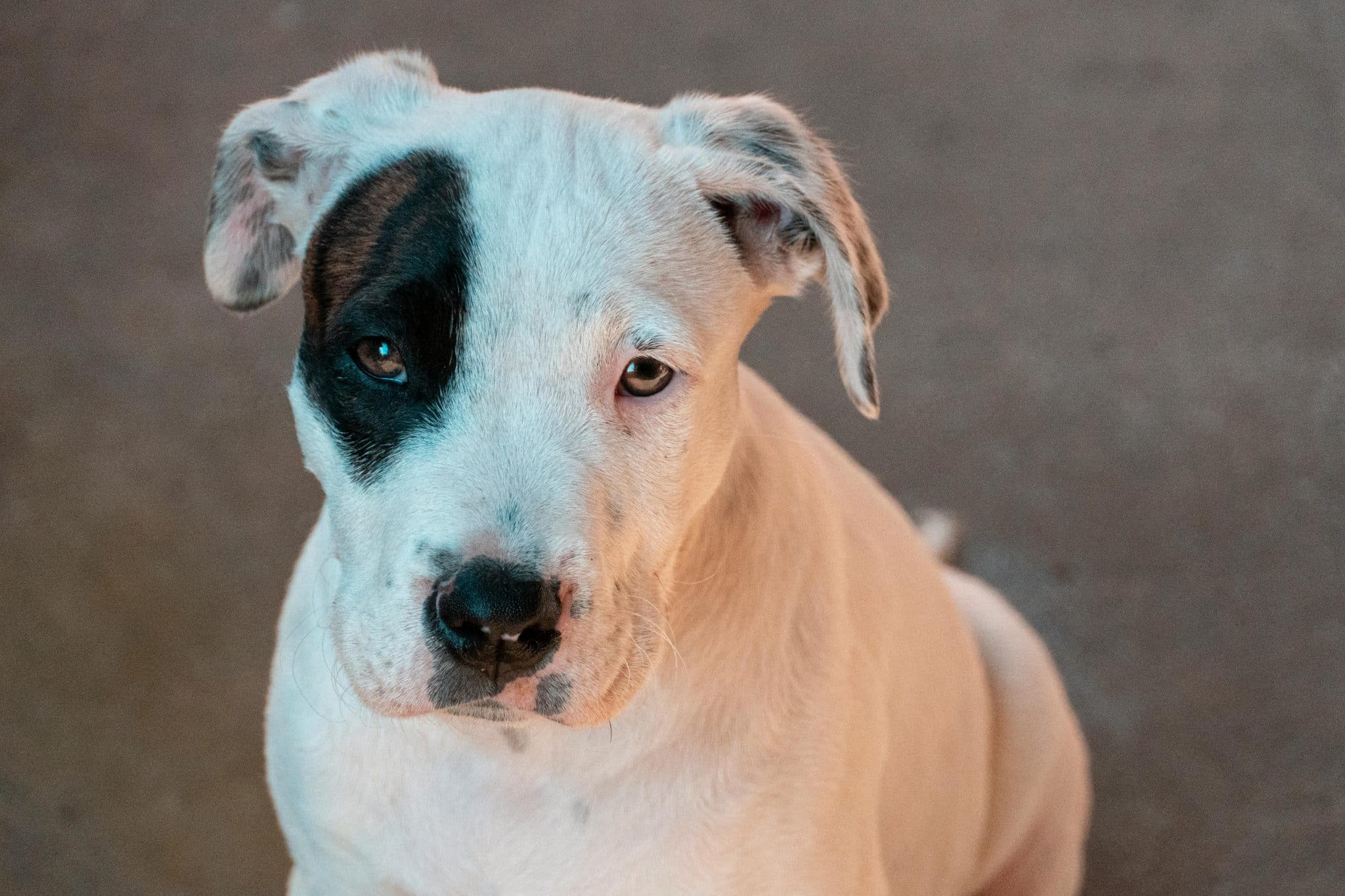 9 Times Your Dog Has Given You the ‘Judgmental Stare’ - iHeartDogs.com
