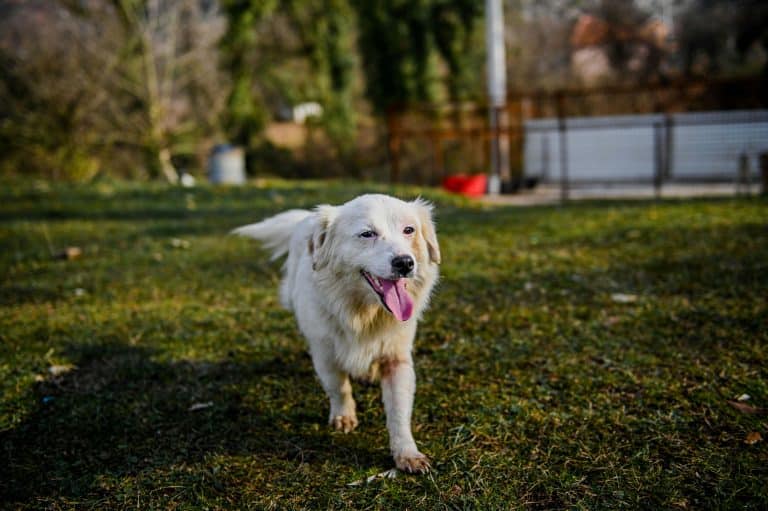11 Ways Your Dog Knows You're Coming Home Before You Arrive ...
