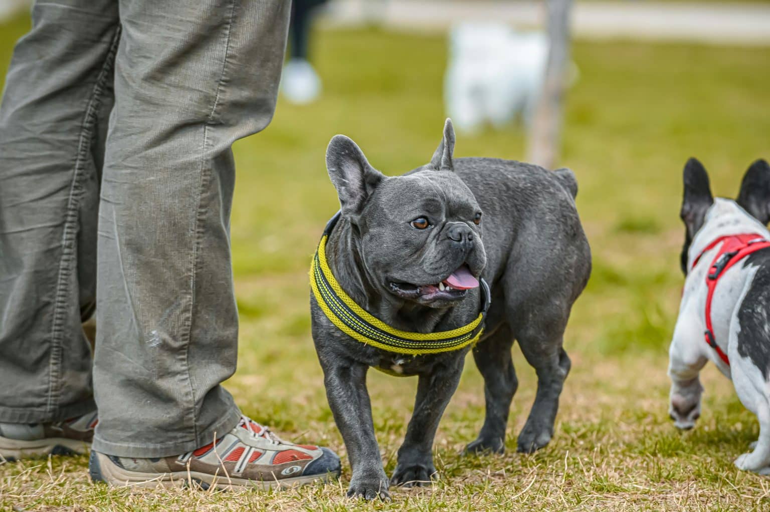 11 Most Social Dog Breeds That Make Friends Everywhere They Go ...