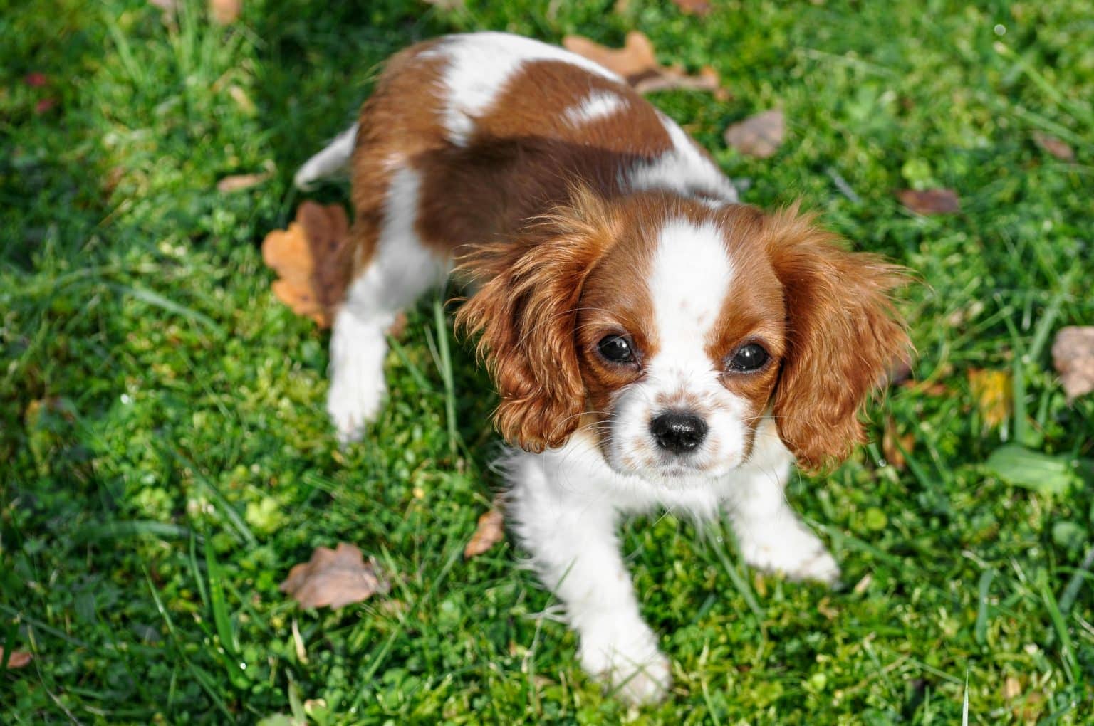 9 Ways Dogs Try To Apologize (That Are Almost Too Cute To Handle ...