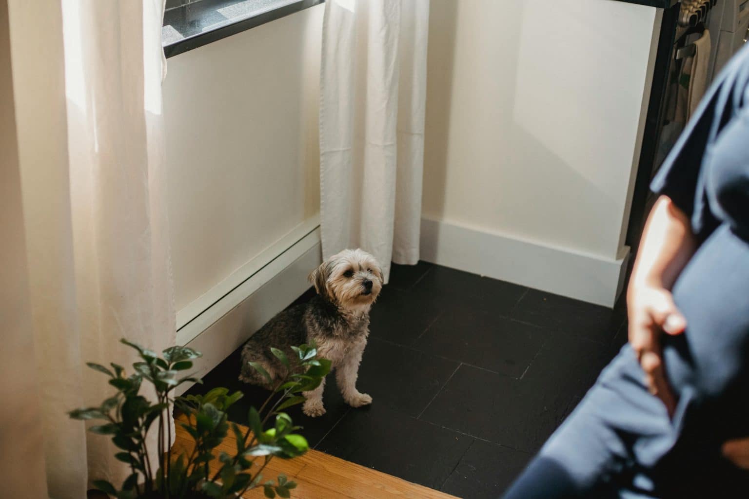 13 Weird Ways Dogs Have Reacted To Their Owners’ Pregnancies ...