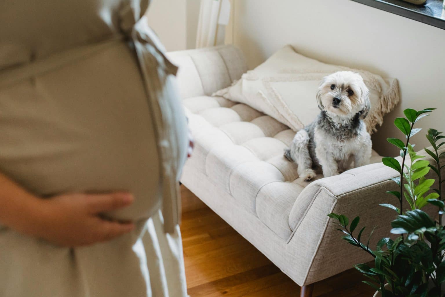 13 Weird Ways Dogs Have Reacted To Their Owners’ Pregnancies ...