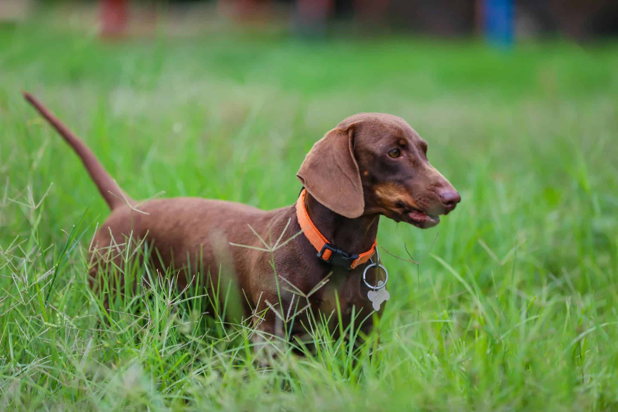 13 Hidden Messages in Your Dog’s Tail Wagging - iHeartDogs.com