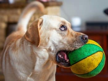 13 Signs Your Dog Loves You More Than Anyone Else in the World ...