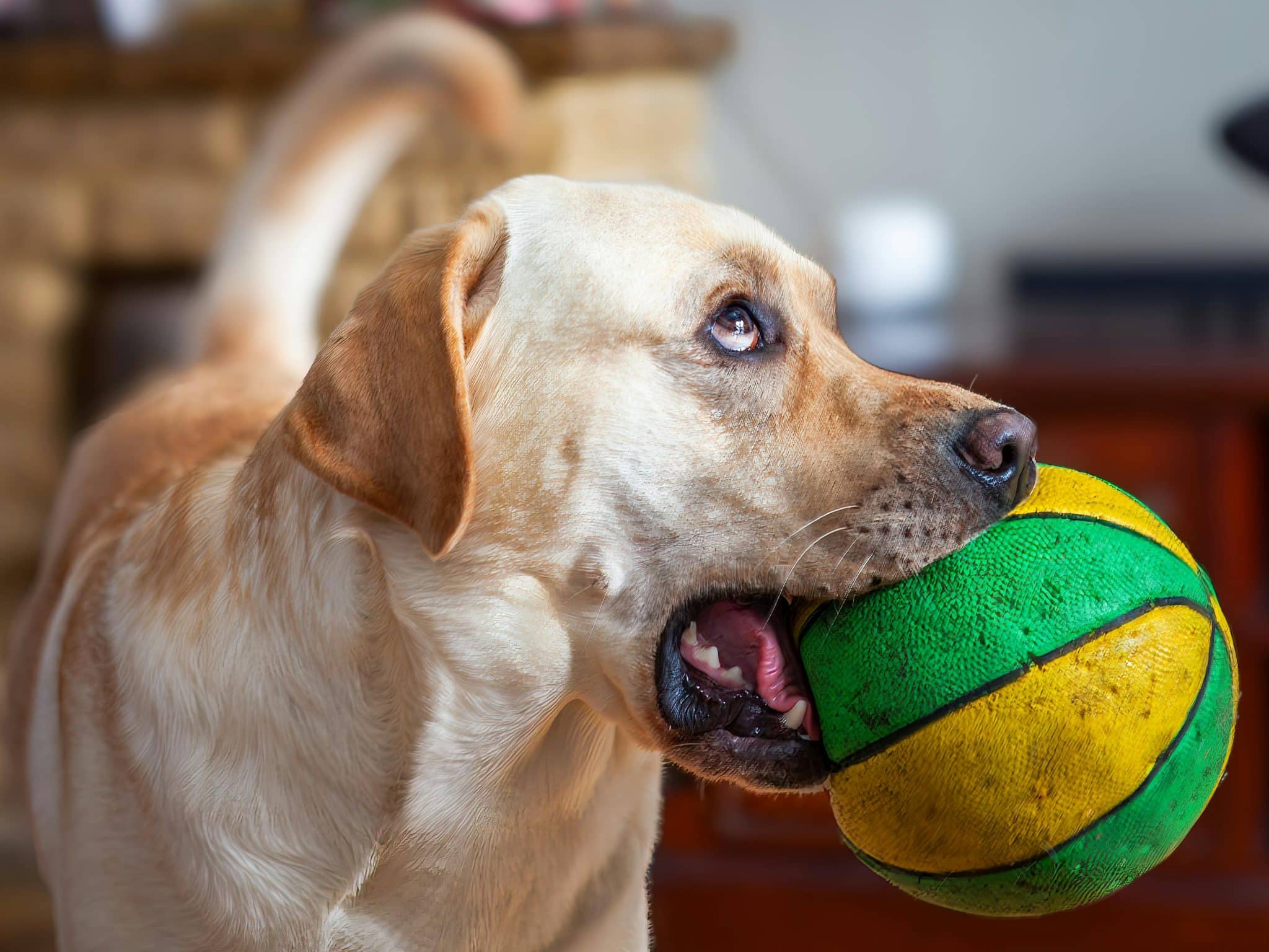 13 Signs Your Dog Loves You More Than Anyone Else in the World ...