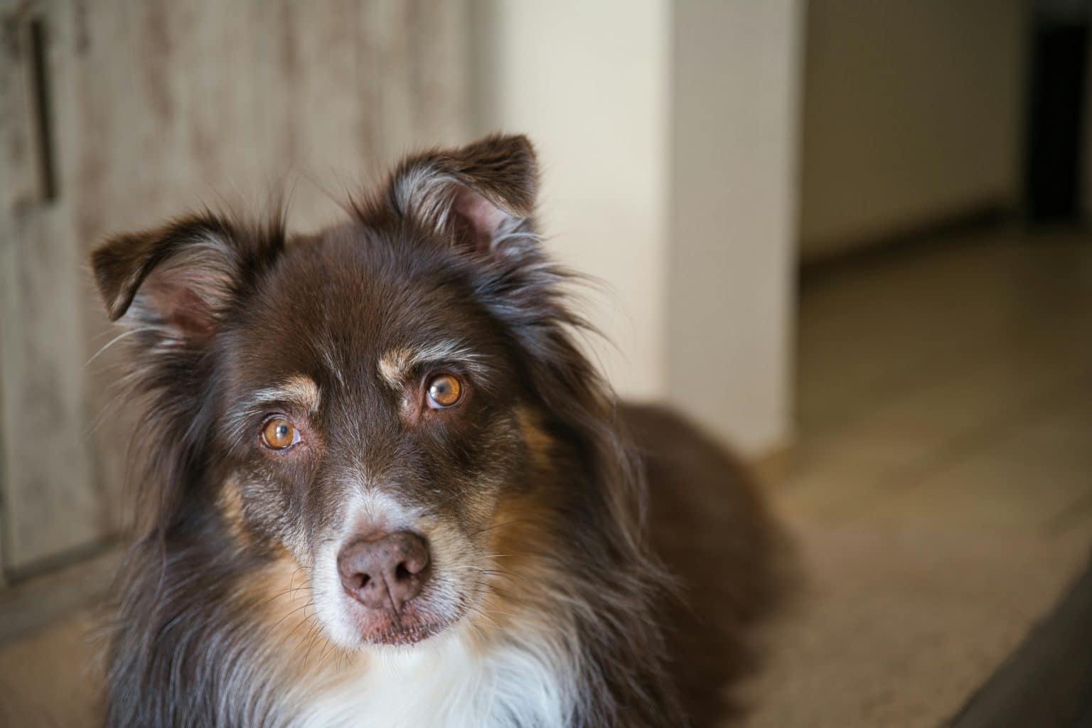 9 Reasons Your Dog Stares at You (It's Not Always About Food ...
