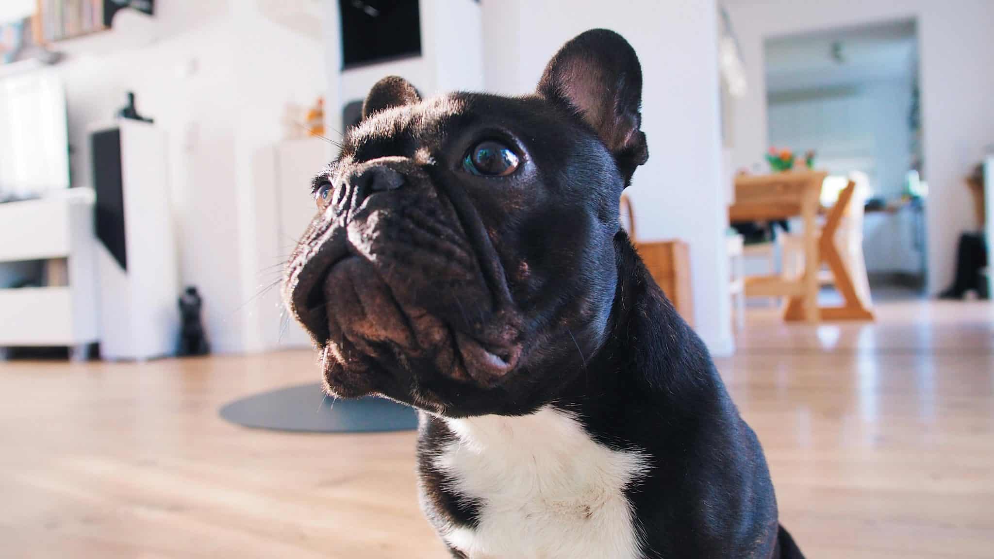 13 Signs Your Dog Loves You More Than Anyone Else in the World ...