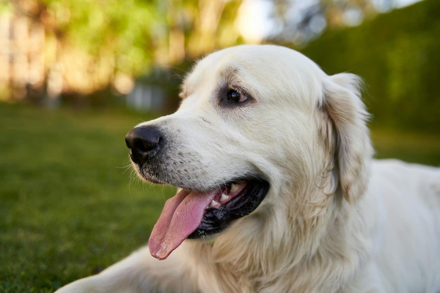 9 Reasons Your Dog Is Weirdly Obsessed with Your Socks - iHeartDogs.com
