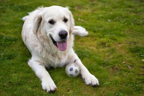 15 Times Dogs Have Saved Their Owners’ Lives in Unbelievable Ways ...