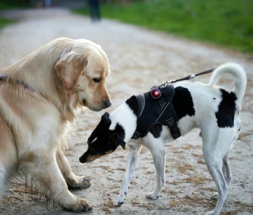15 Hilarious Dog Behaviors That Actually Have a Scientific Reason ...