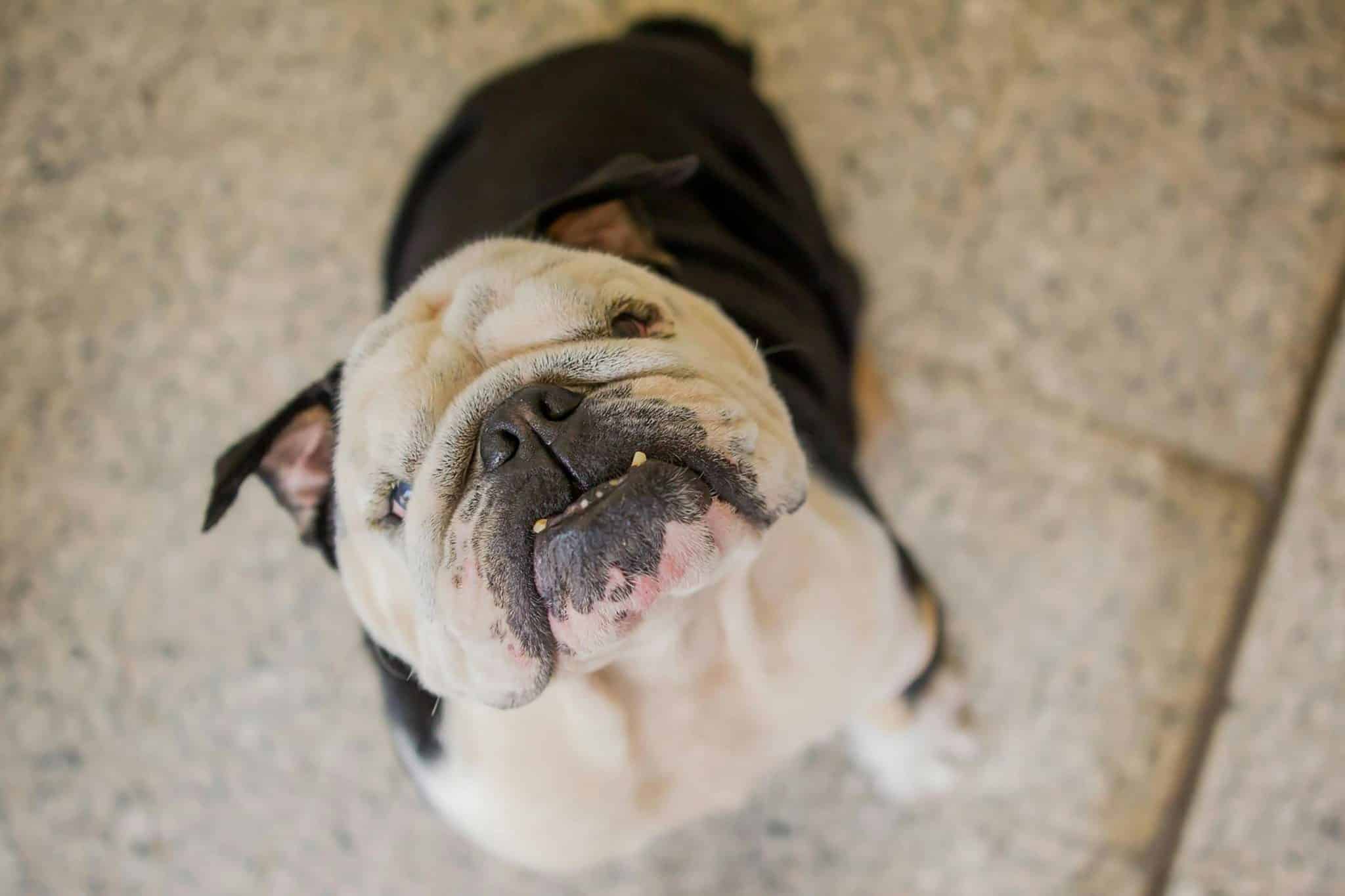9 Reasons Your Dog Stares at You (It's Not Always About Food ...