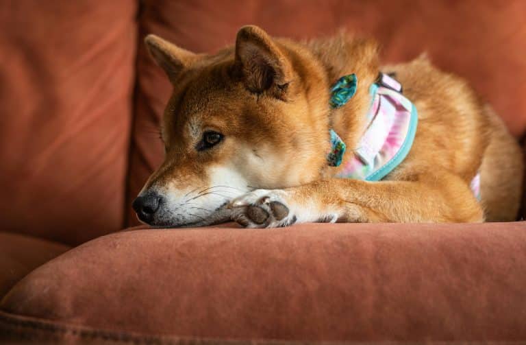 13 Signs Your Dog Can Read Your Emotions Better Than You Can ...