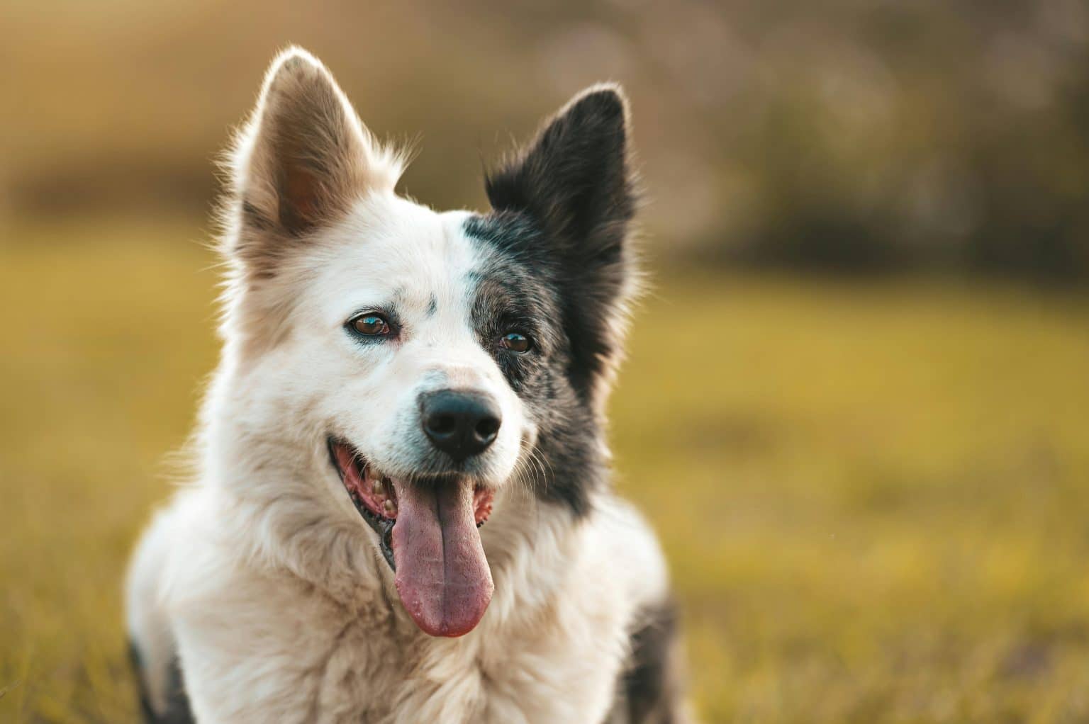 11 Things Your Dog Can See That You Can’t (And It’s Mind-Blowing ...