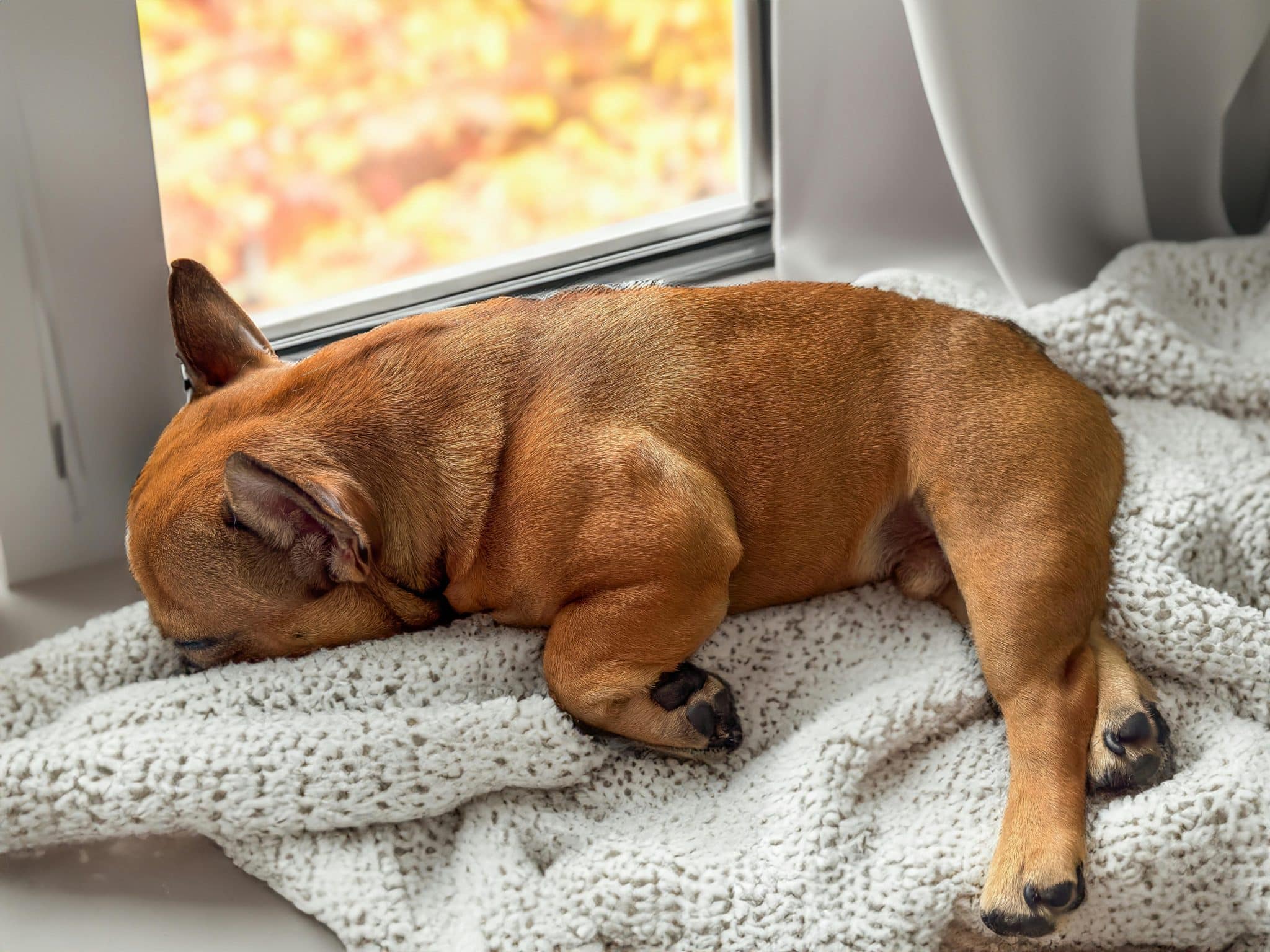 13 Weird Dog Sleeping Positions and What They Really Mean - iHeartDogs.com