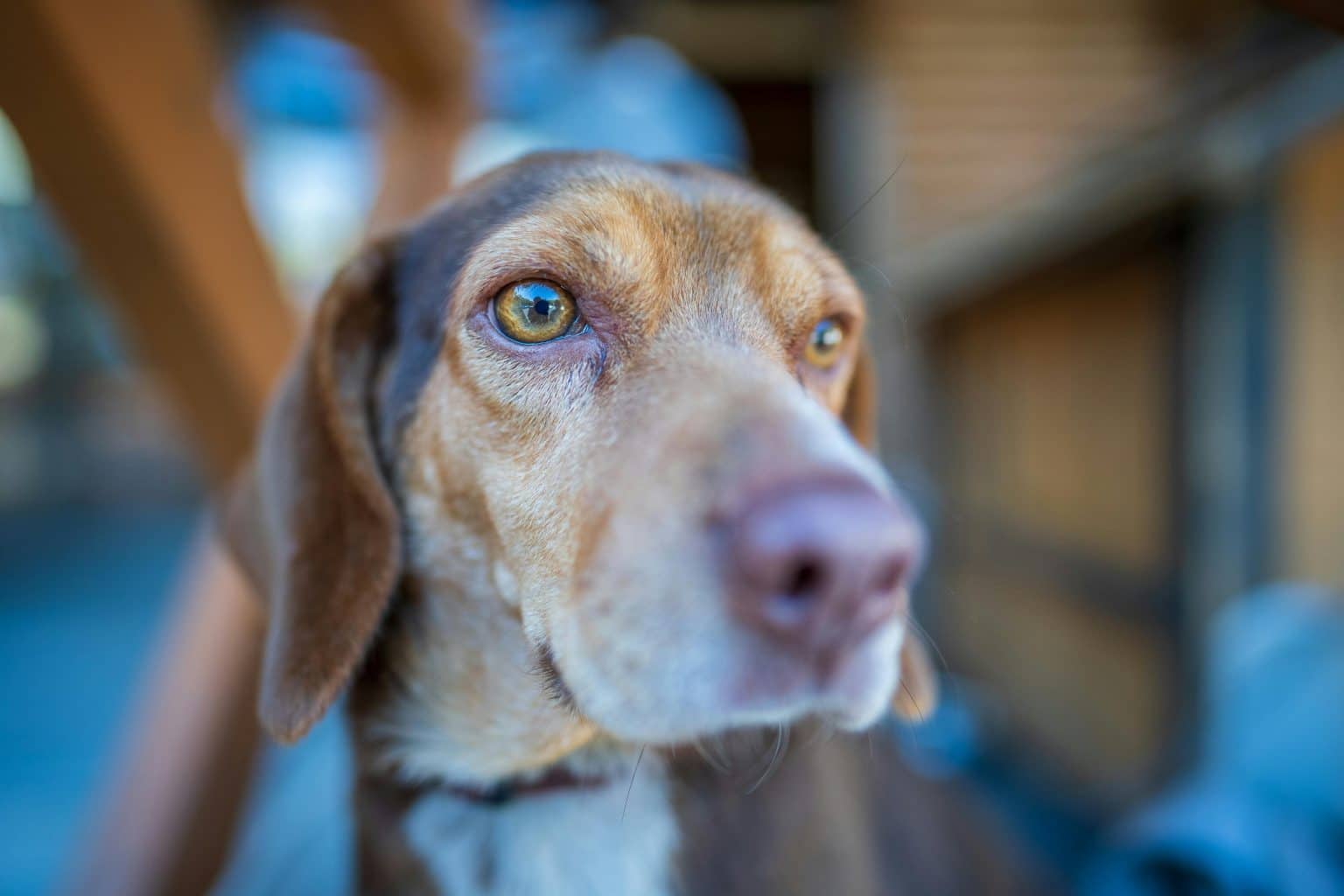 9 Reasons Your Dog Stares at You (It's Not Always About Food ...