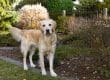 15 Times Dogs Have Helped Solve Crimes & Catch Criminals - iHeartDogs.com
