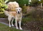 15 Times Dogs Have Helped Solve Crimes & Catch Criminals - iHeartDogs.com