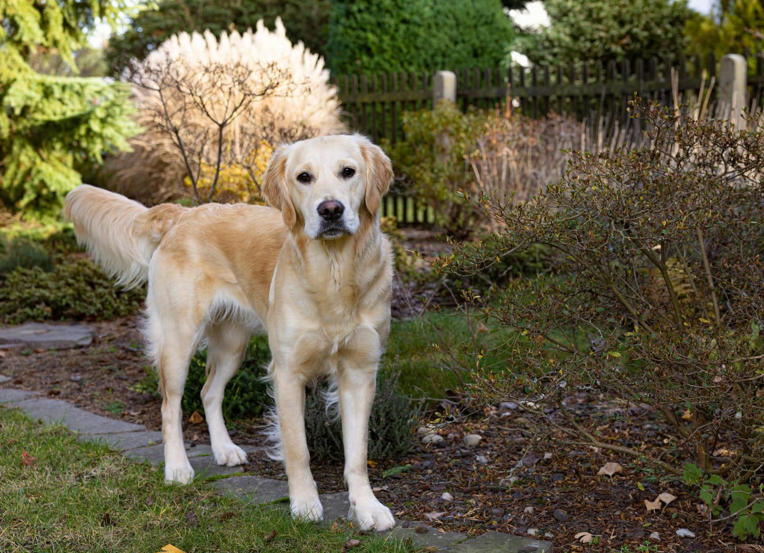 15 Times Dogs Have Helped Solve Crimes & Catch Criminals - iHeartDogs.com