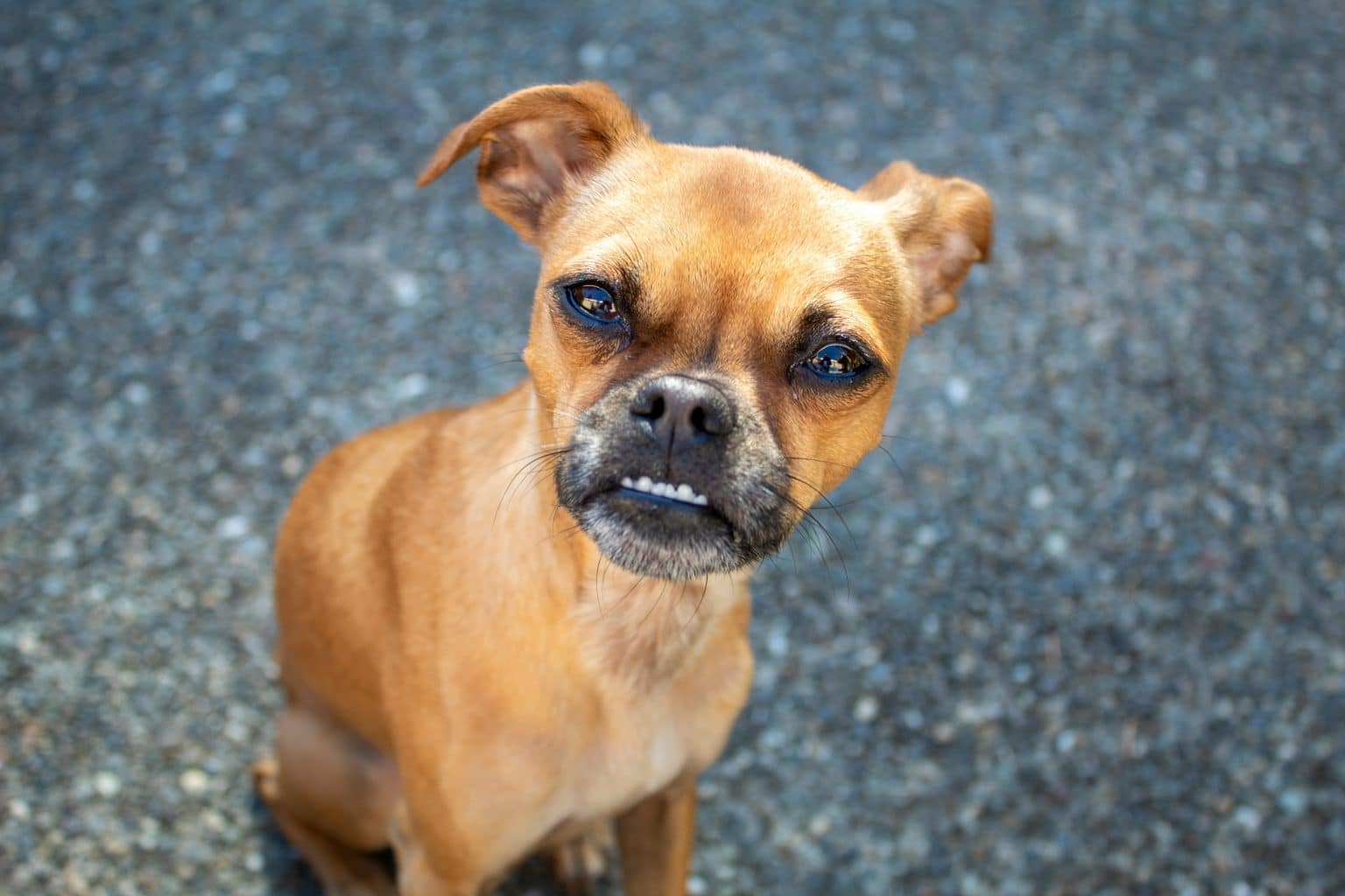 9 Times Your Dog Has Given You the ‘Judgmental Stare’ - iHeartDogs.com