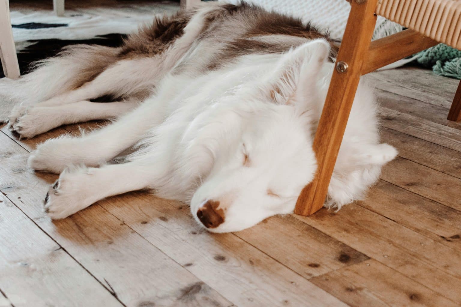 11 Funniest Dog Sleeping Positions And What They Might Mean ...
