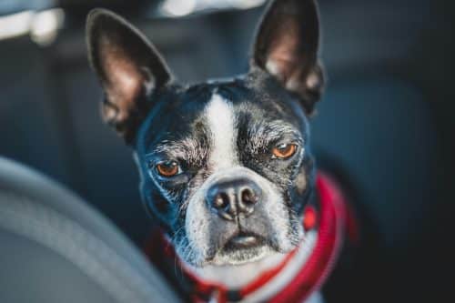 13 Small Dog Breeds That Are Surprisingly Tough And Tenacious ...