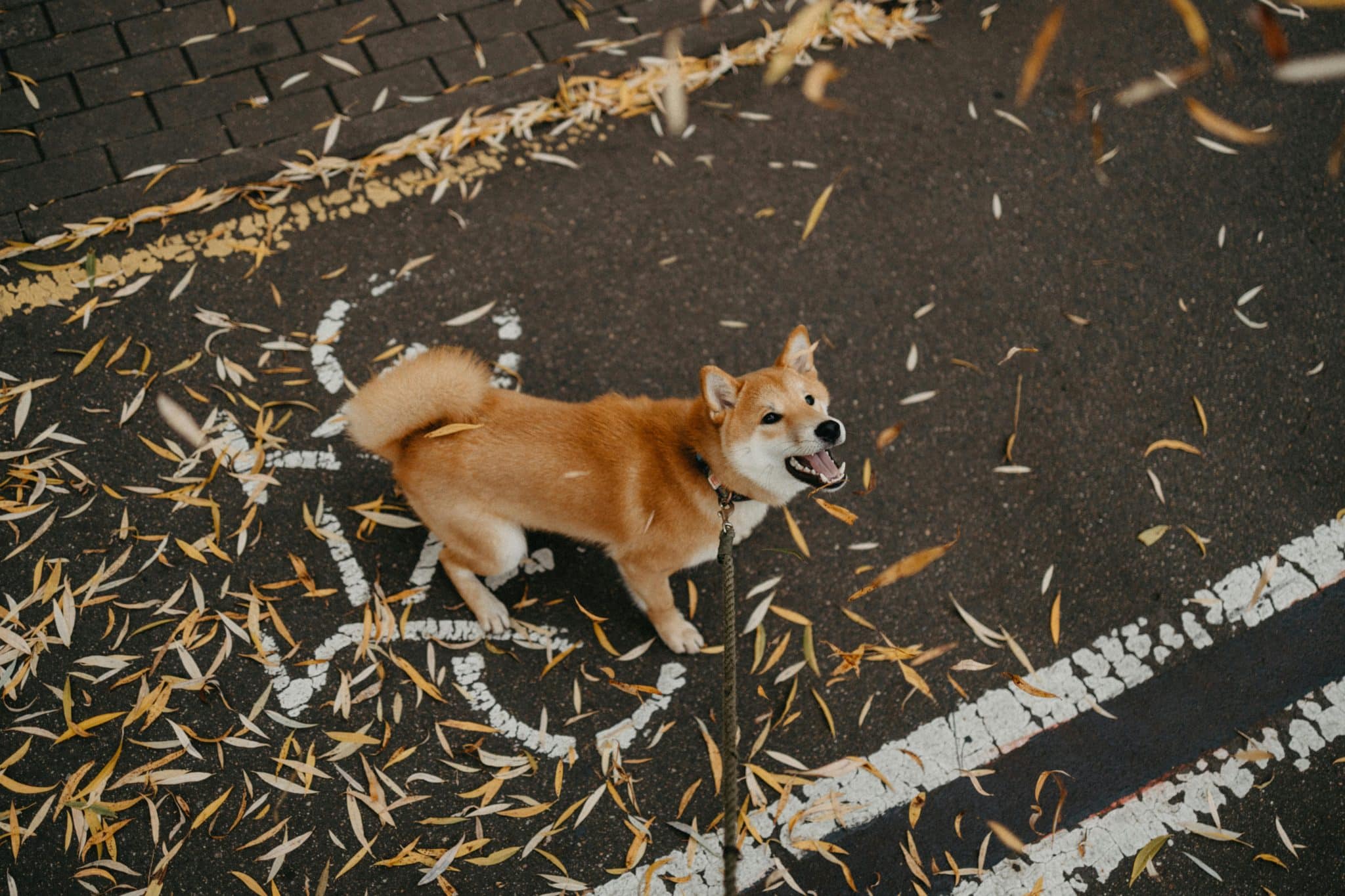 9 Heartbreaking Signs Your Dog Feels Unloved (And How To Fix It ...