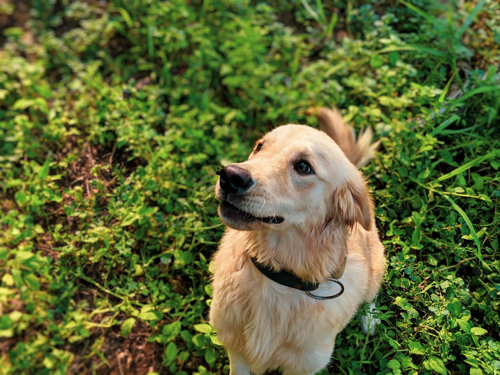 15 Times Dogs Have Saved Their Owners’ Lives in Unbelievable Ways ...