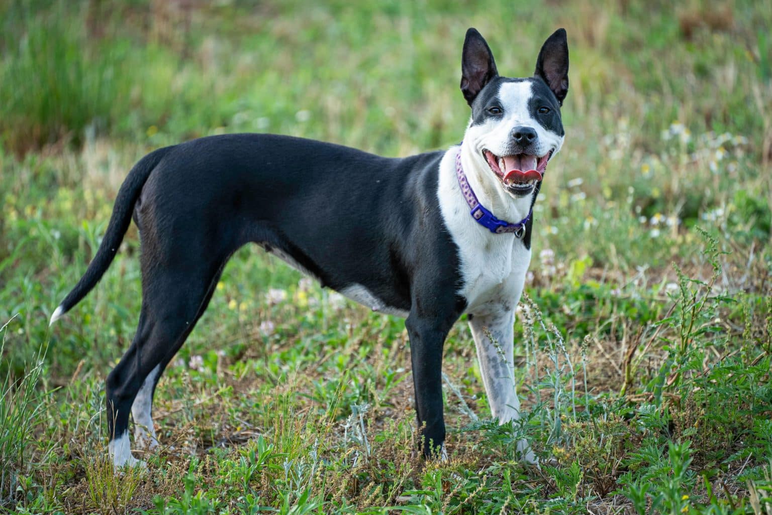 13 Hidden Messages in Your Dog’s Tail Wagging - iHeartDogs.com