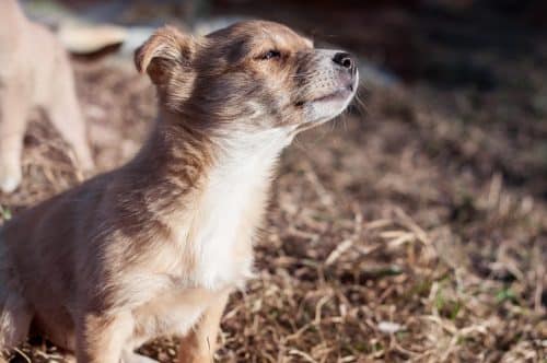 11 Ways Your Dog Knows You're Coming Home Before You Arrive ...