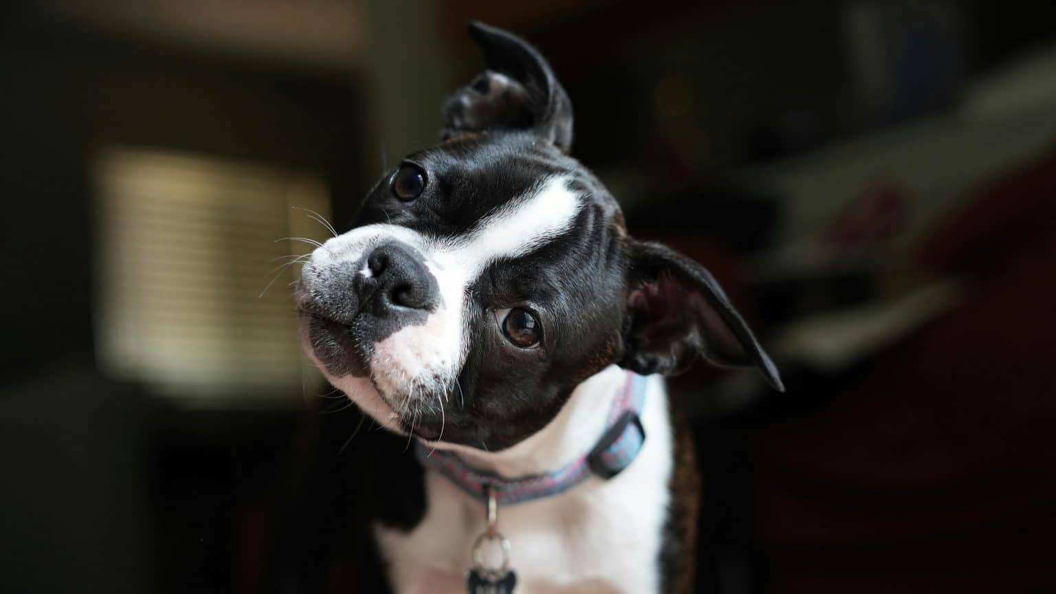 15 Hilarious Dog Behaviors That Actually Have a Scientific Reason ...