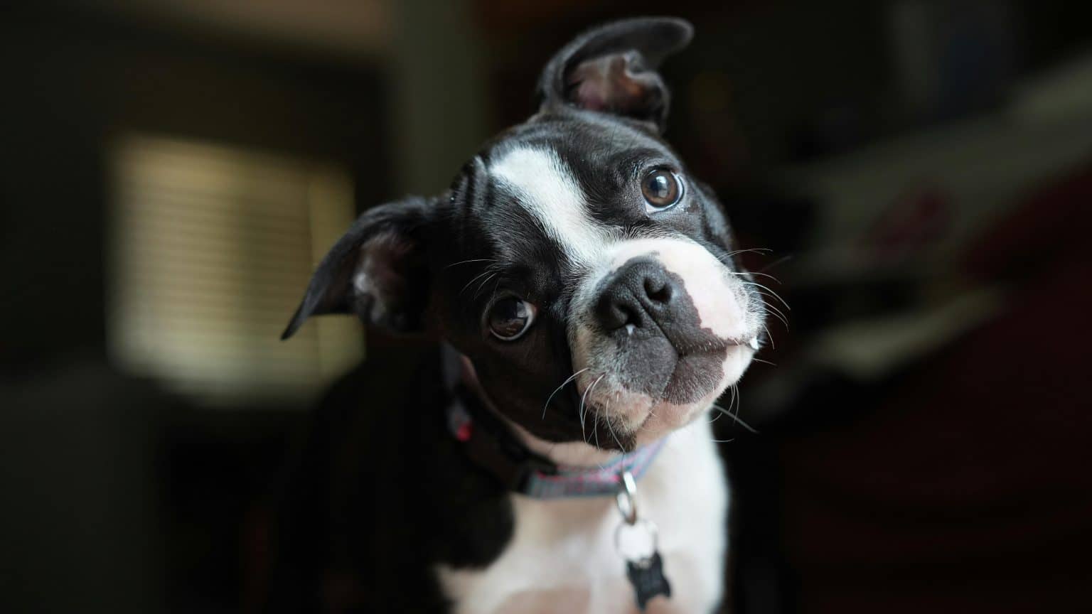 9 Reasons Your Dog Stares at You (It's Not Always About Food ...