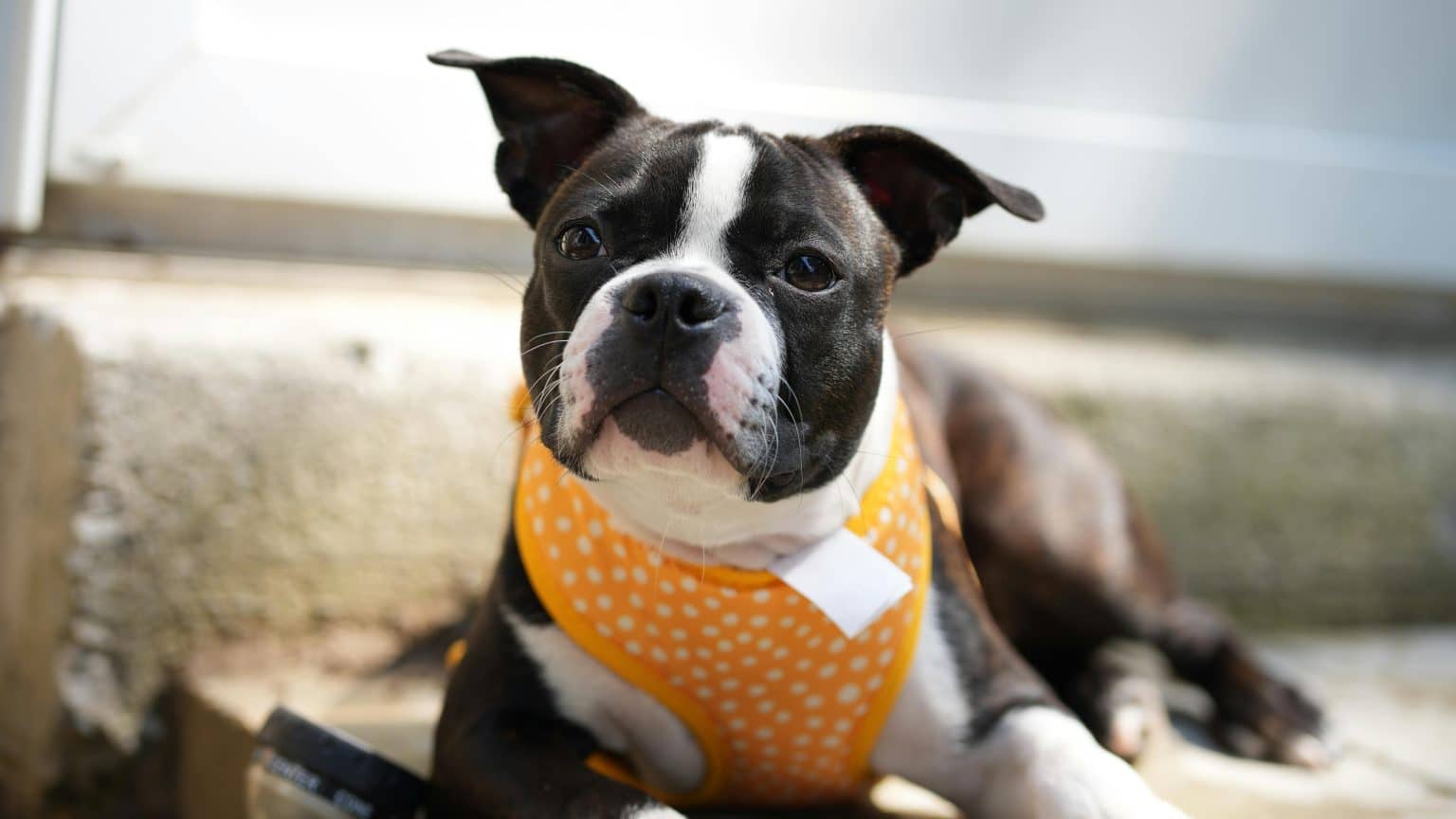 13 Reasons Your Dog Might Be Staring at the Wall (It’s Not Ghosts ...