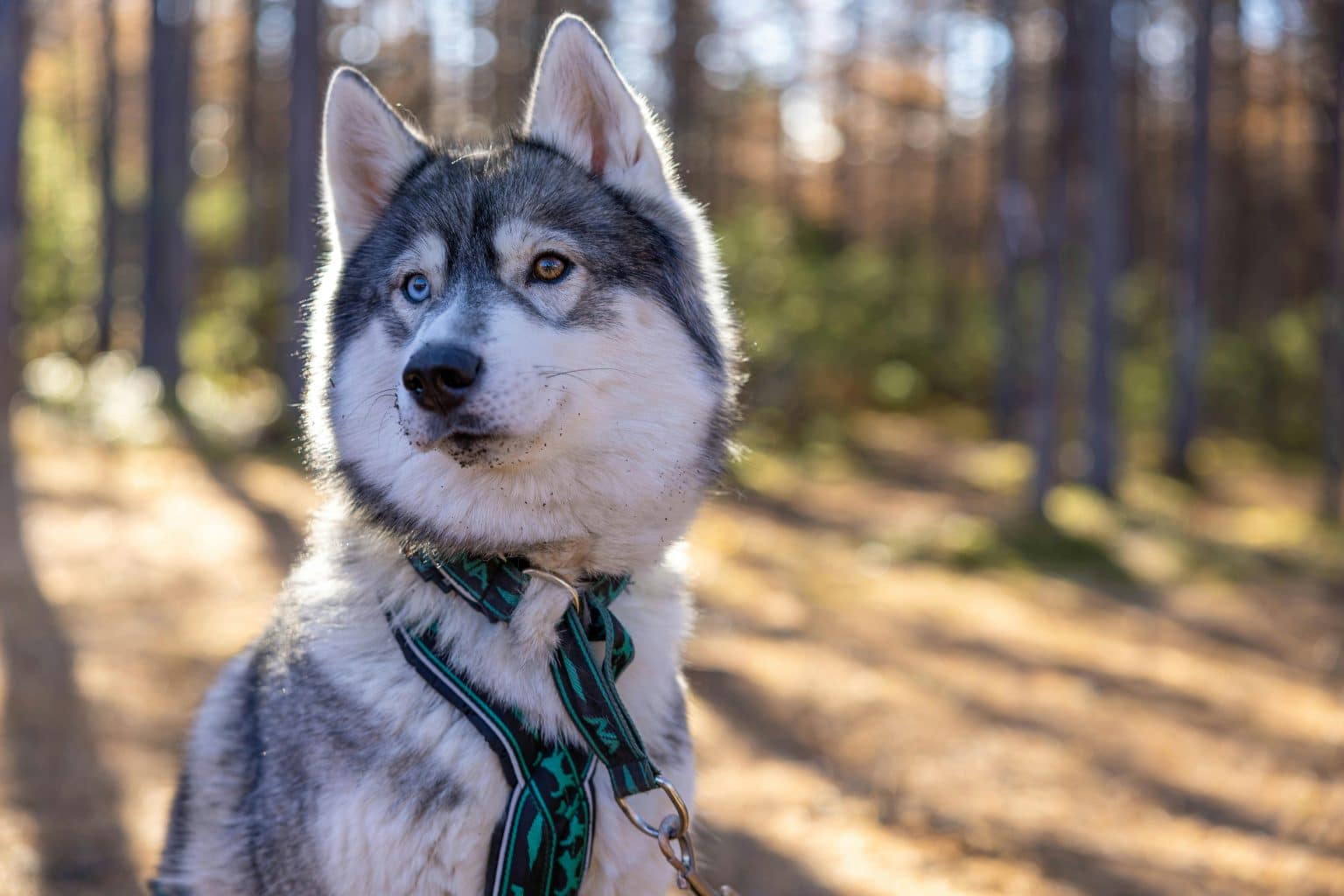 15 Dog Breeds That Would Be The Best Companions In Red Dead Redemption