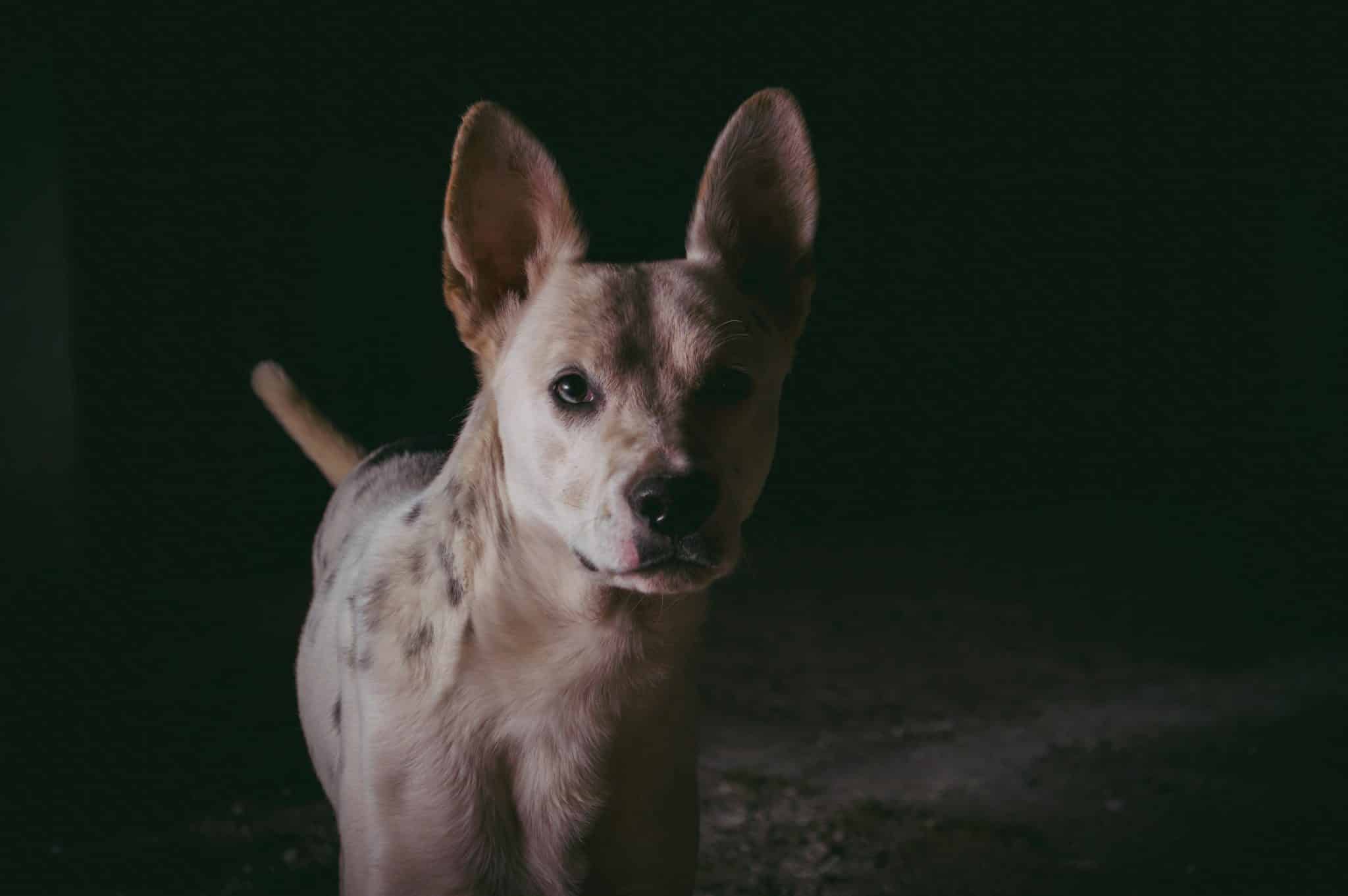 11 Things Your Dog Can See That You Can’t (And It’s Mind-Blowing ...