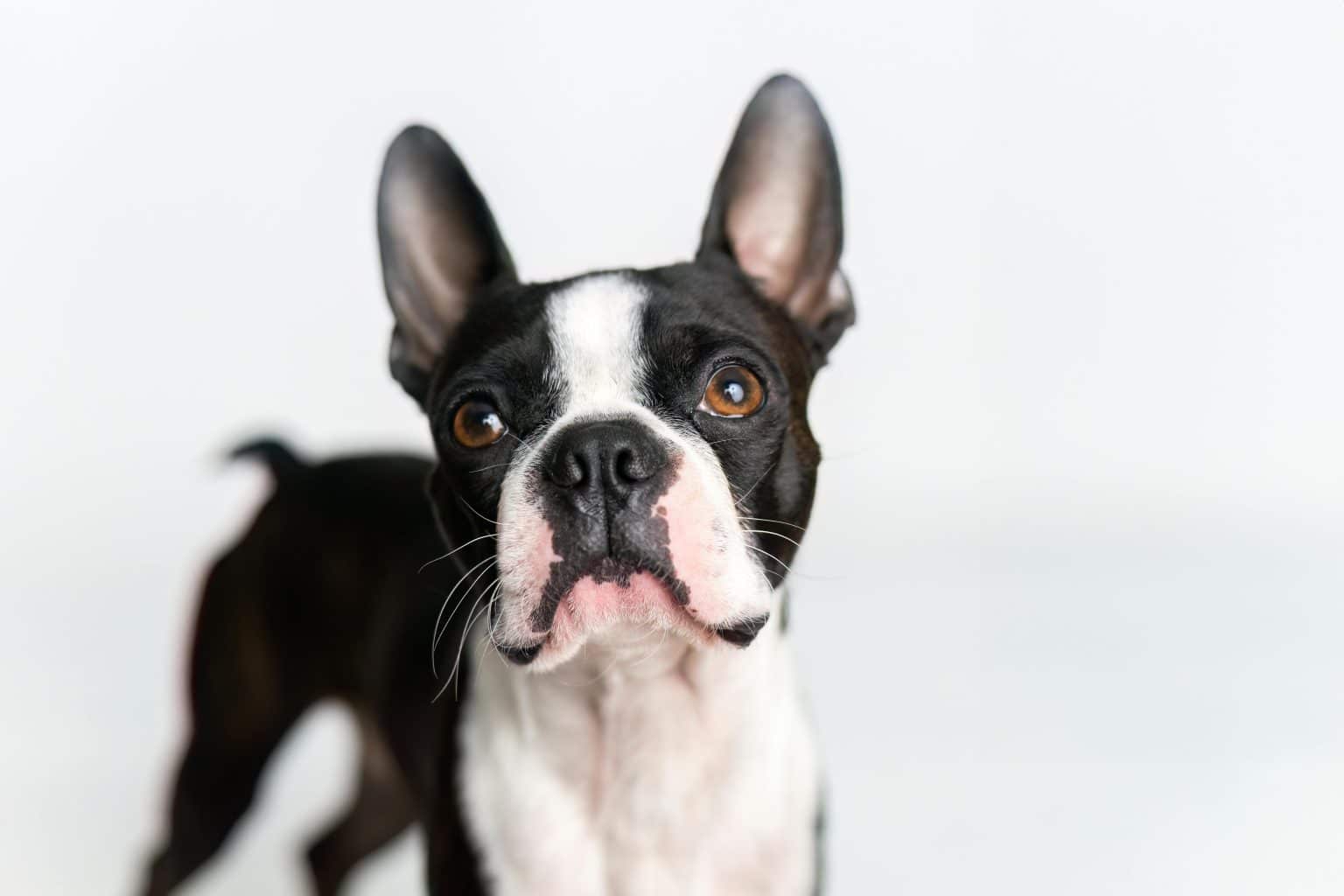 9 Times Your Dog Has Given You the ‘Judgmental Stare’ - iHeartDogs.com