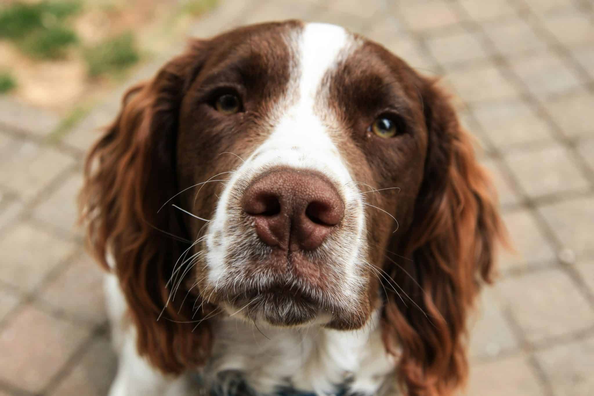 9 Times Your Dog Has Given You the ‘Judgmental Stare’ - iHeartDogs.com