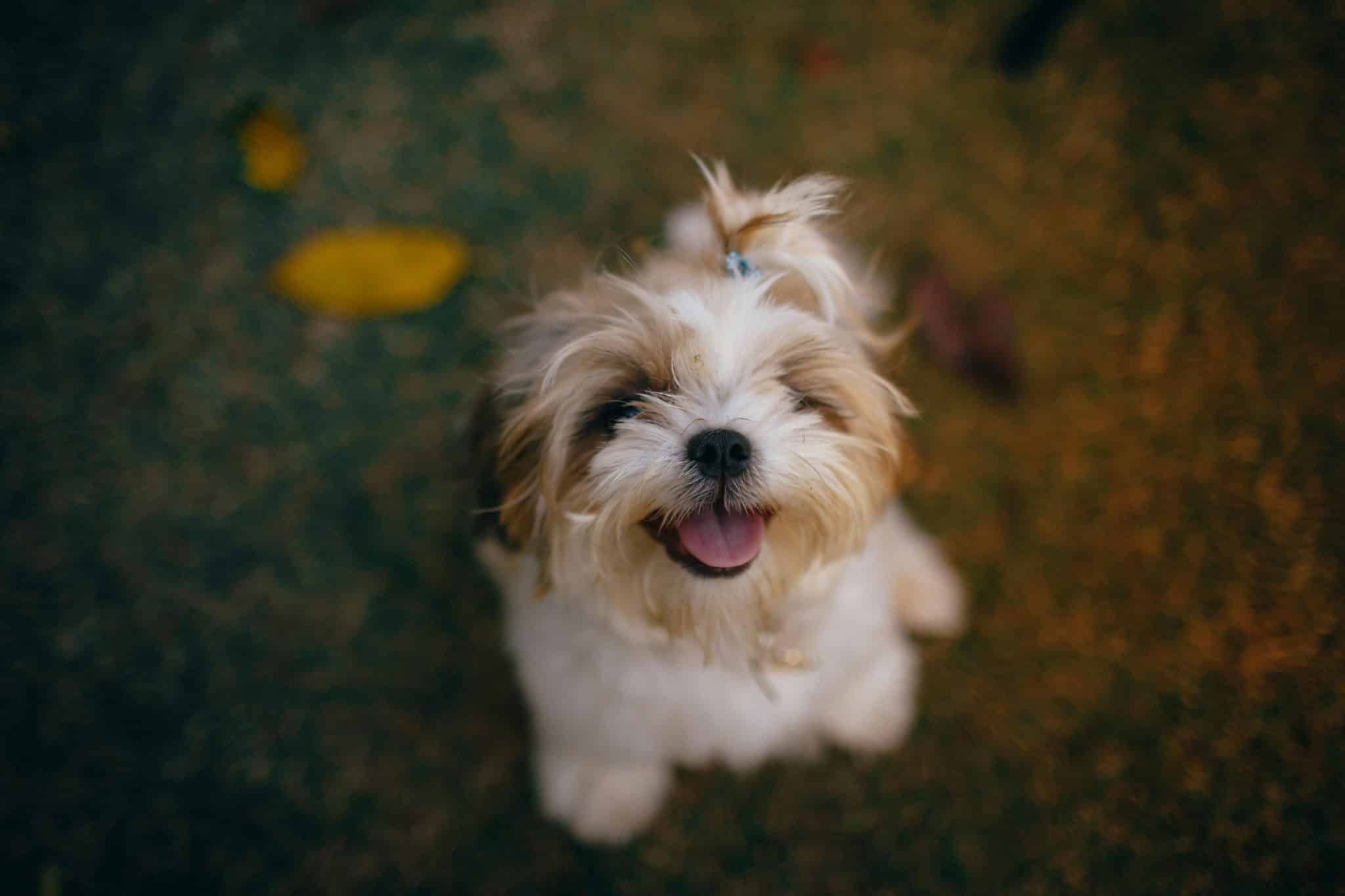13 Dog Breeds That Are Basically Your Shadow - iHeartDogs.com
