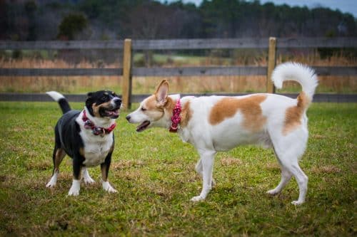 13 Hidden Messages in Your Dog’s Tail Wagging - iHeartDogs.com
