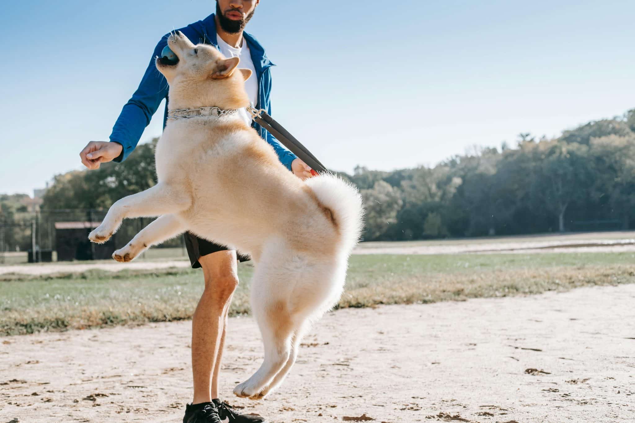 23 Ways To Show Your Dog You Love Them (In A Way They Understand ...