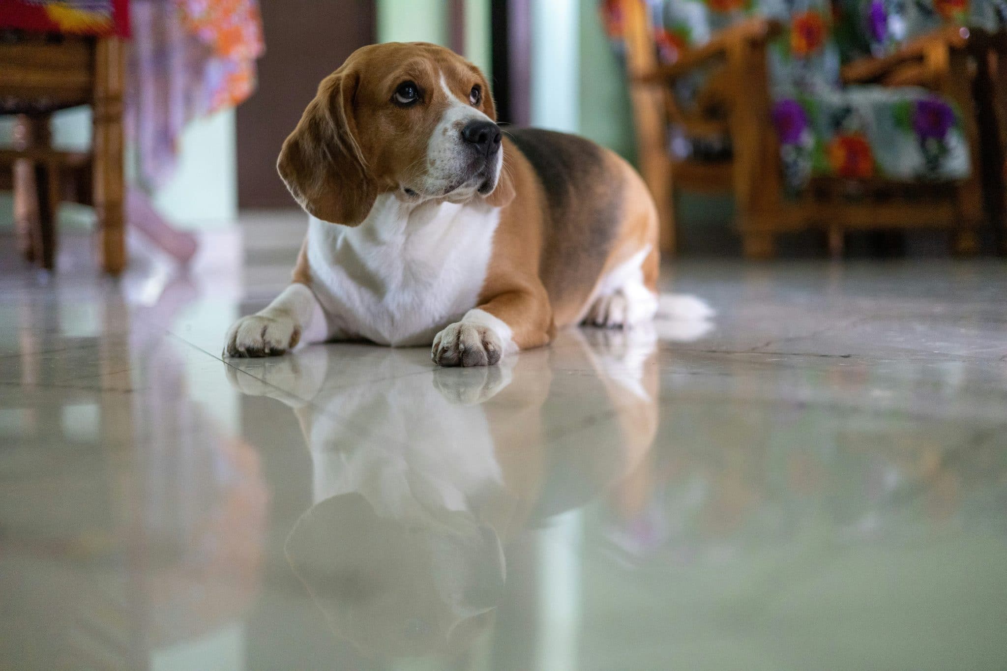 15 Ultimate Family-Friendly Dog Breeds for a Home Full of Love ...