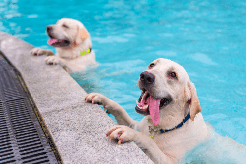 11 Most Social Dog Breeds That Make Friends Everywhere They Go ...
