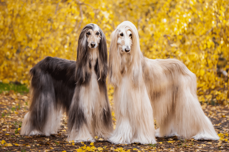 15 Fancy Dog Breeds With a Flair for the Dramatic (2026 Guide ...